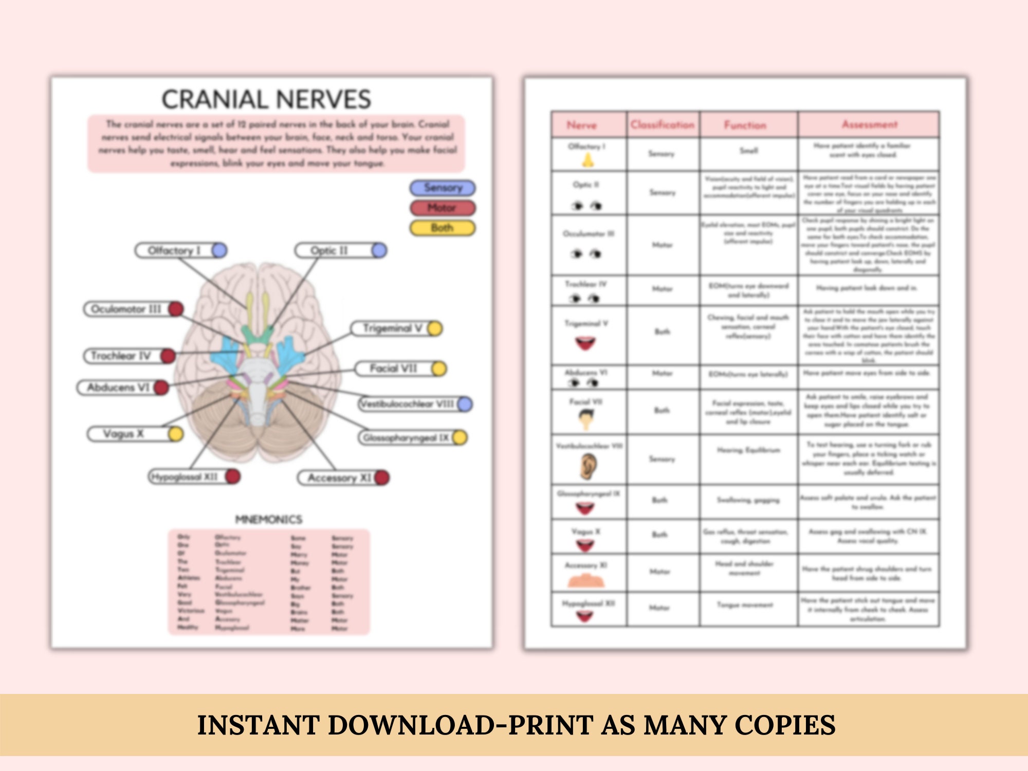 Cranial Nerves, Cranial Nerves Sheet, Cranial Nerves Nursing Study ...