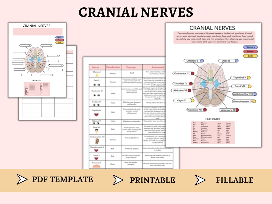 Cranial Nerves, Cranial Nerves Sheet, Cranial Nerves Nursing Study ...