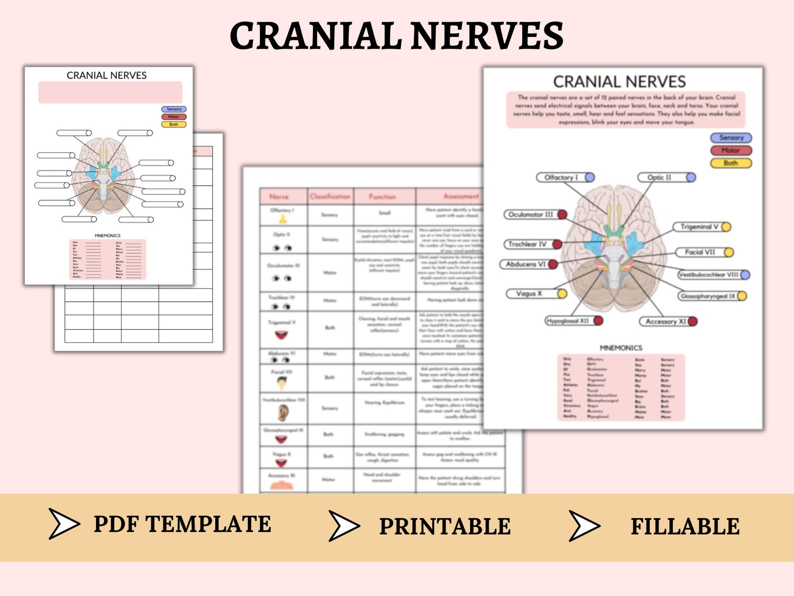 Cranial Nerves, Cranial Nerves Sheet, Cranial Nerves Nursing Study ...