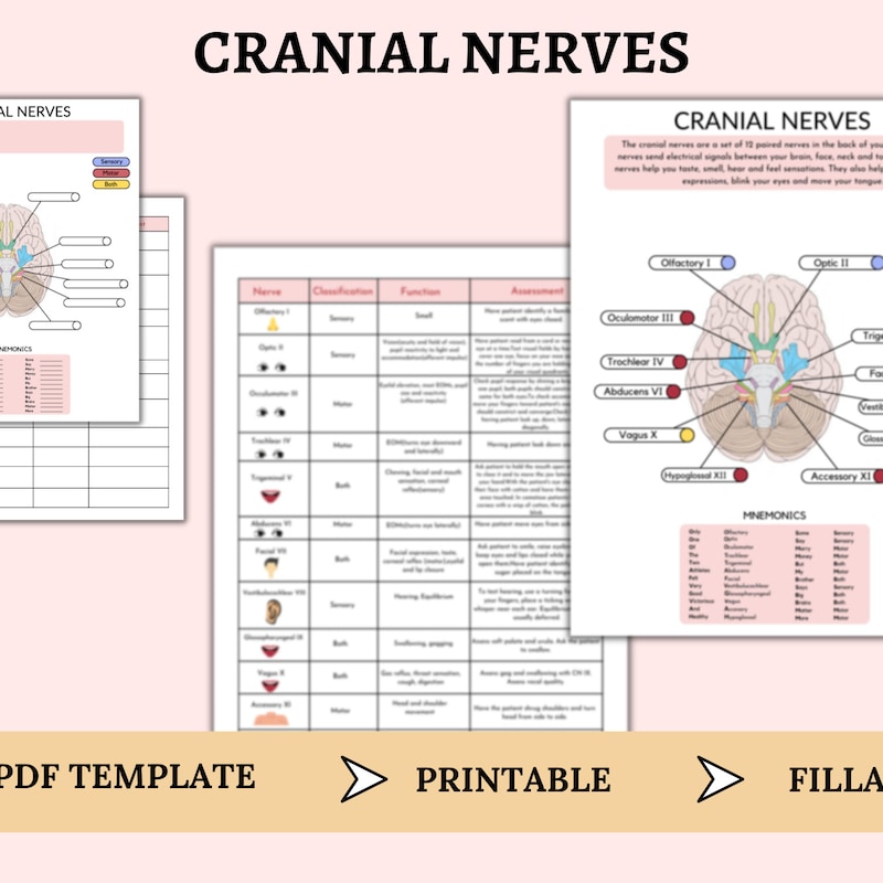 Cranial Nerve Sheets - Etsy