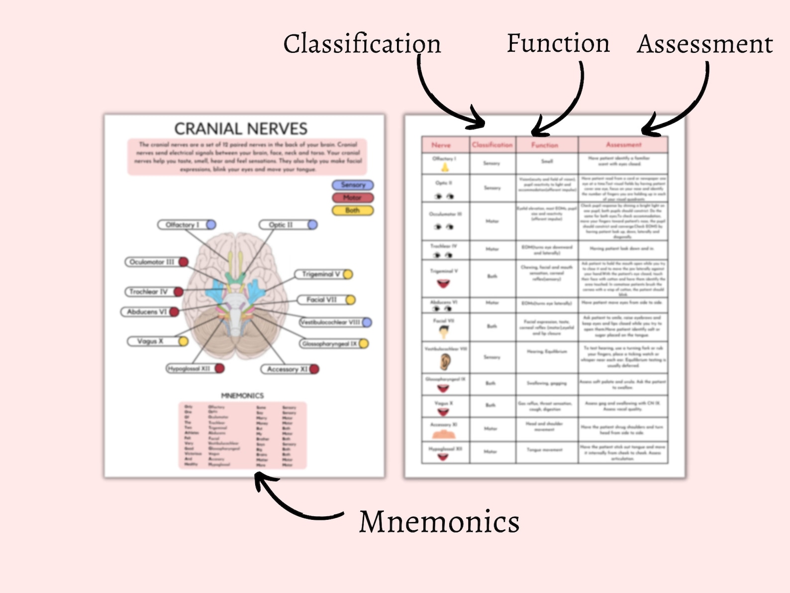 Cranial Nerves, Cranial Nerves Sheet, Cranial Nerves Nursing Study ...