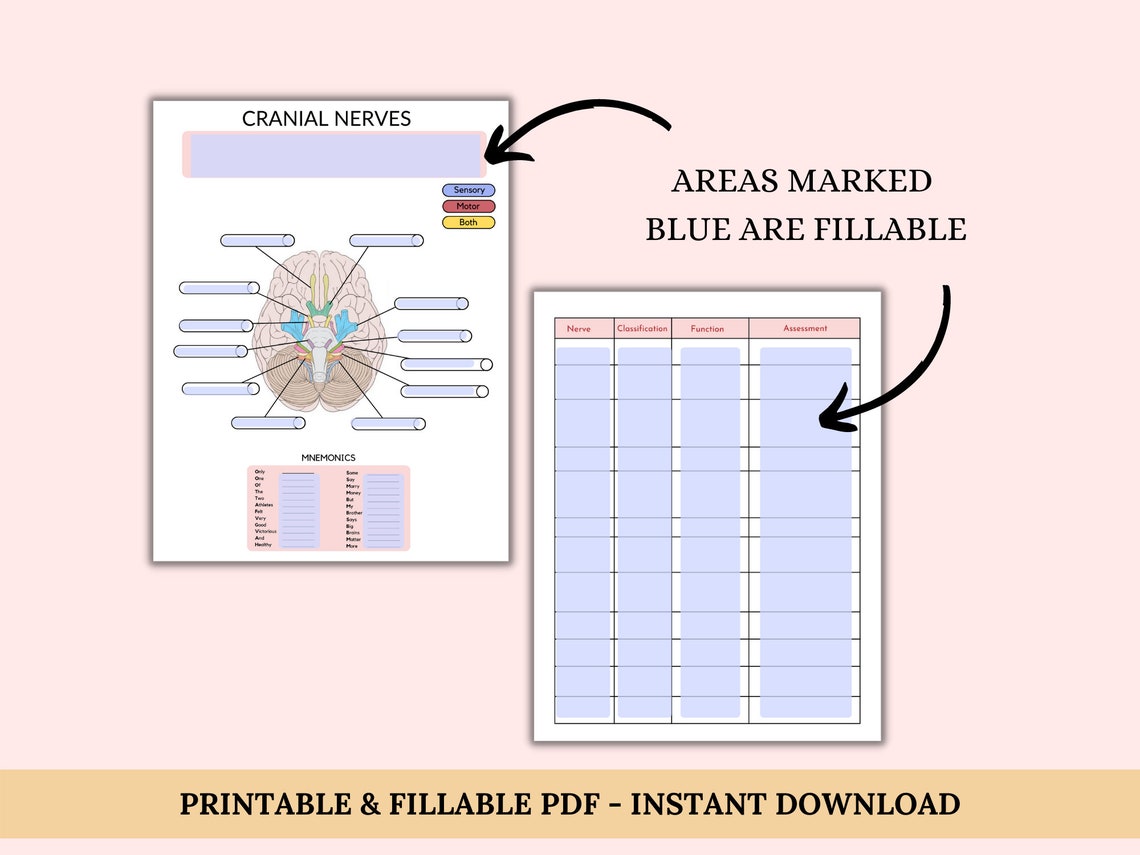 Cranial Nerves, Cranial Nerves Sheet, Cranial Nerves Nursing Study ...