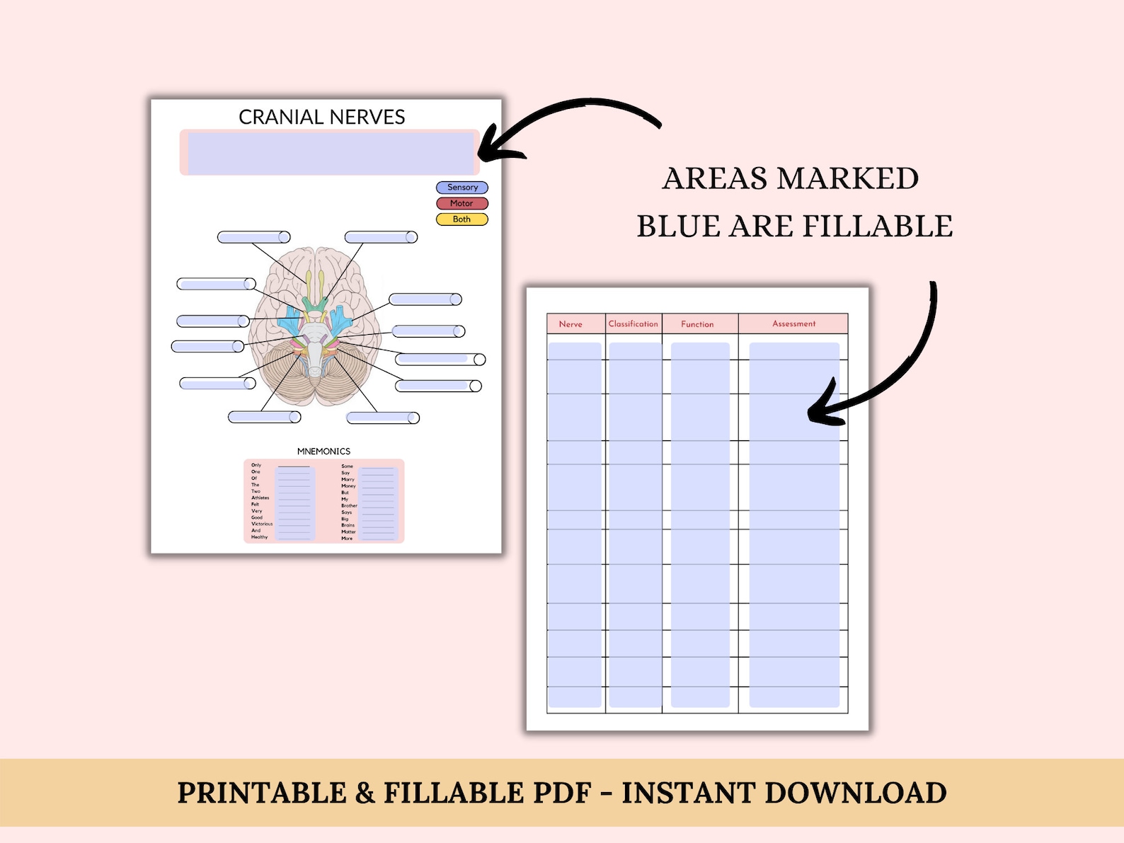 Cranial Nerves, Cranial Nerves Sheet, Cranial Nerves Nursing Study ...