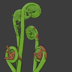 Fiddlehead Digital Art Print | Etsy