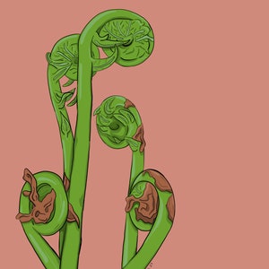 Fiddlehead Digital Art Print | Etsy