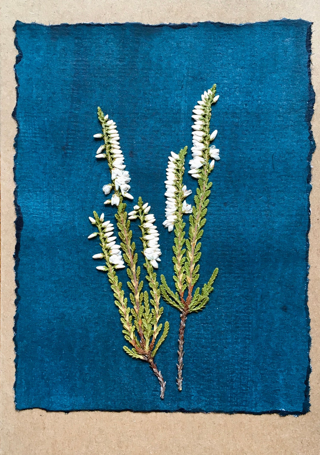 Hand Made White Scottish Heather Pressed Flower Card on Hand Painted ...