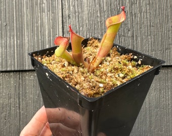 Miniature Tropical Pitcher Plant, Nepenthes Tobaica, Carnivorous ...