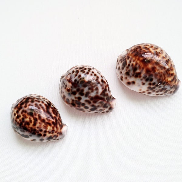 Cowrie Shells - Etsy