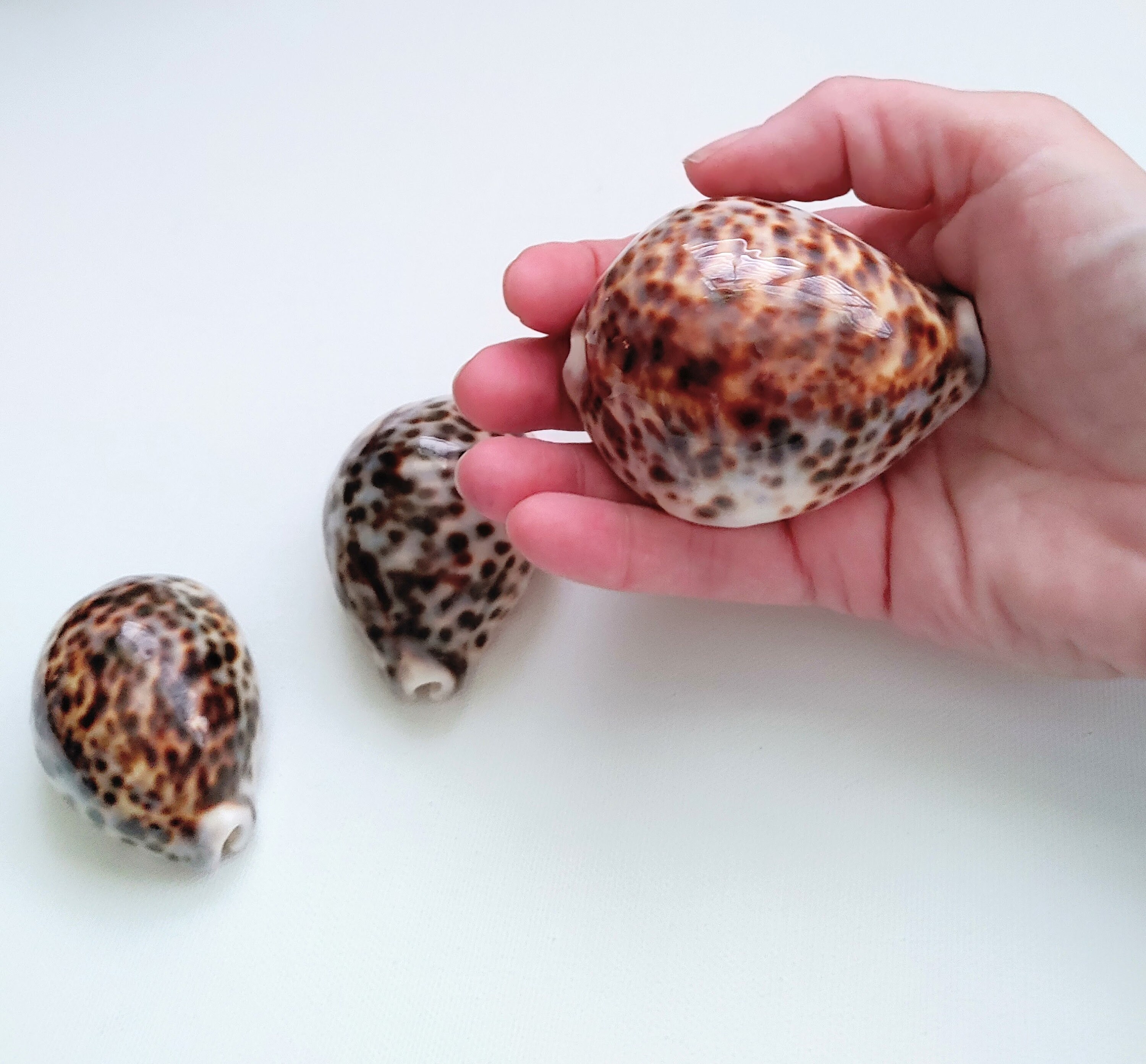 TIGER COWRIE Shells, Big Spotted Leopard Tiger Cowrie Seashells cypraea ...