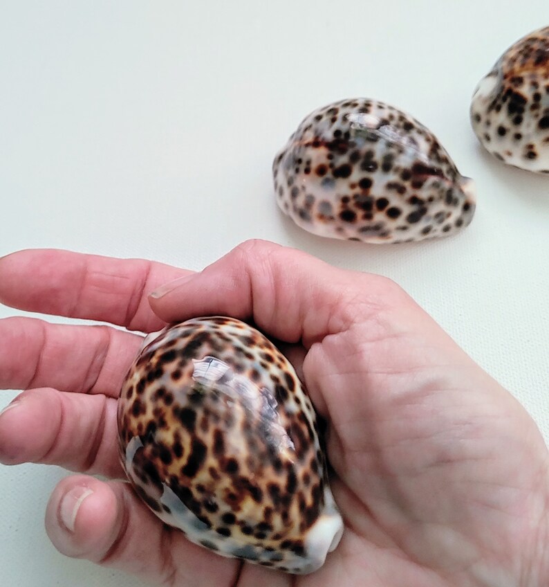 TIGER COWRIE Shells, Big Spotted Leopard Tiger Cowrie Seashells cypraea ...