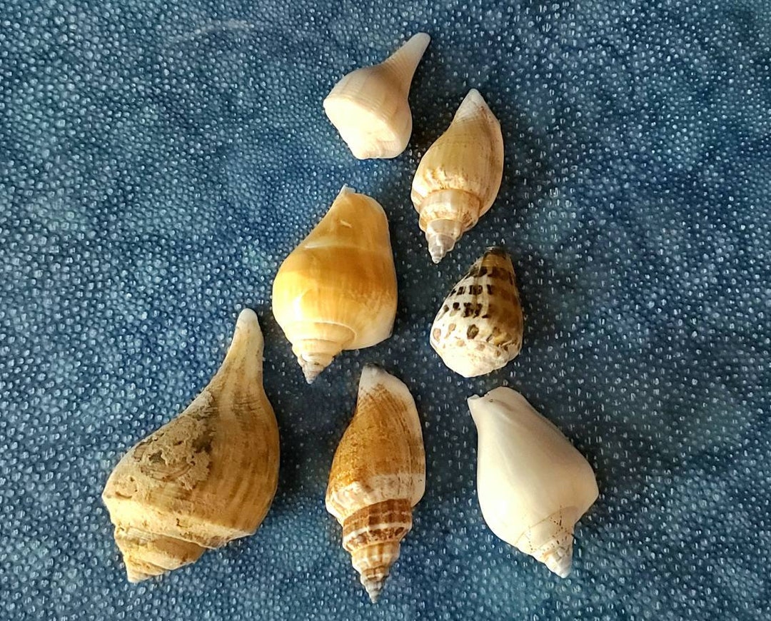 7 Piece Conch Shells Collection Natural Screw Sea Shells as Pictured ...