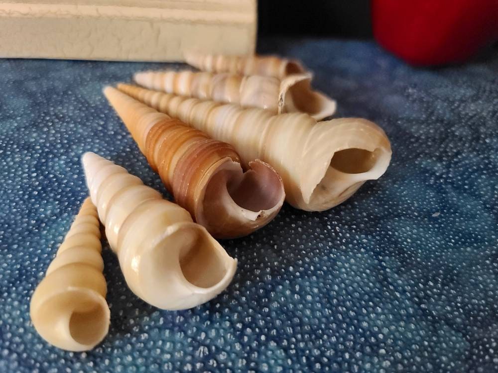 6 Piece Turritella Shells Collection Natural Screw Sea Shells as ...