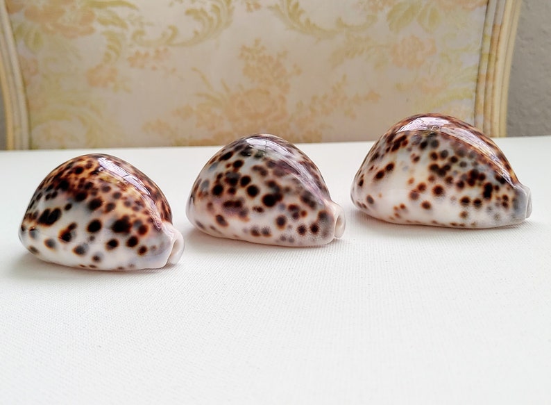 TIGER COWRIE Shells Big Spotted Leopard Tiger Cowrie - Etsy