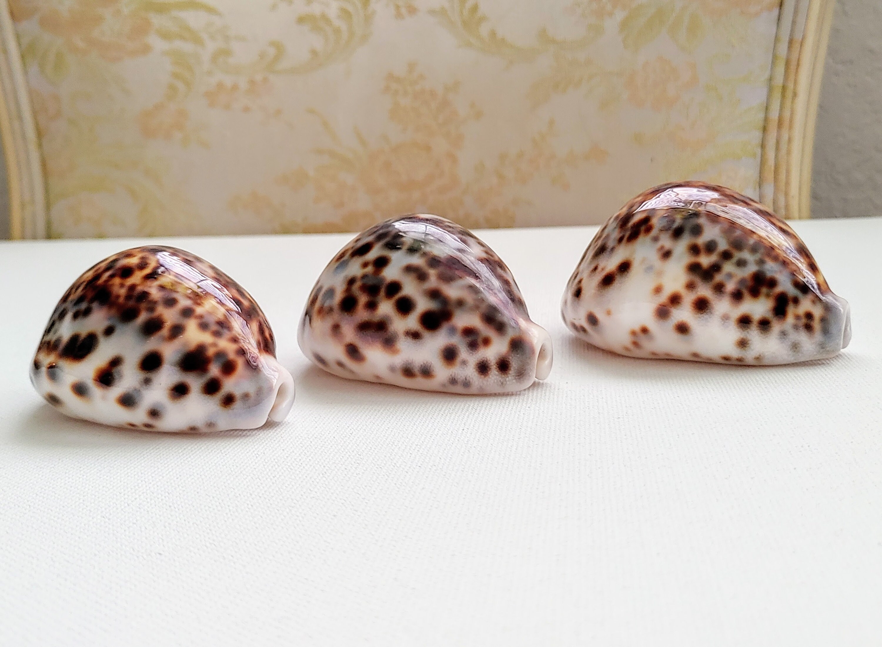 TIGER COWRIE Shells, Big Spotted Leopard Tiger Cowrie Seashells cypraea ...