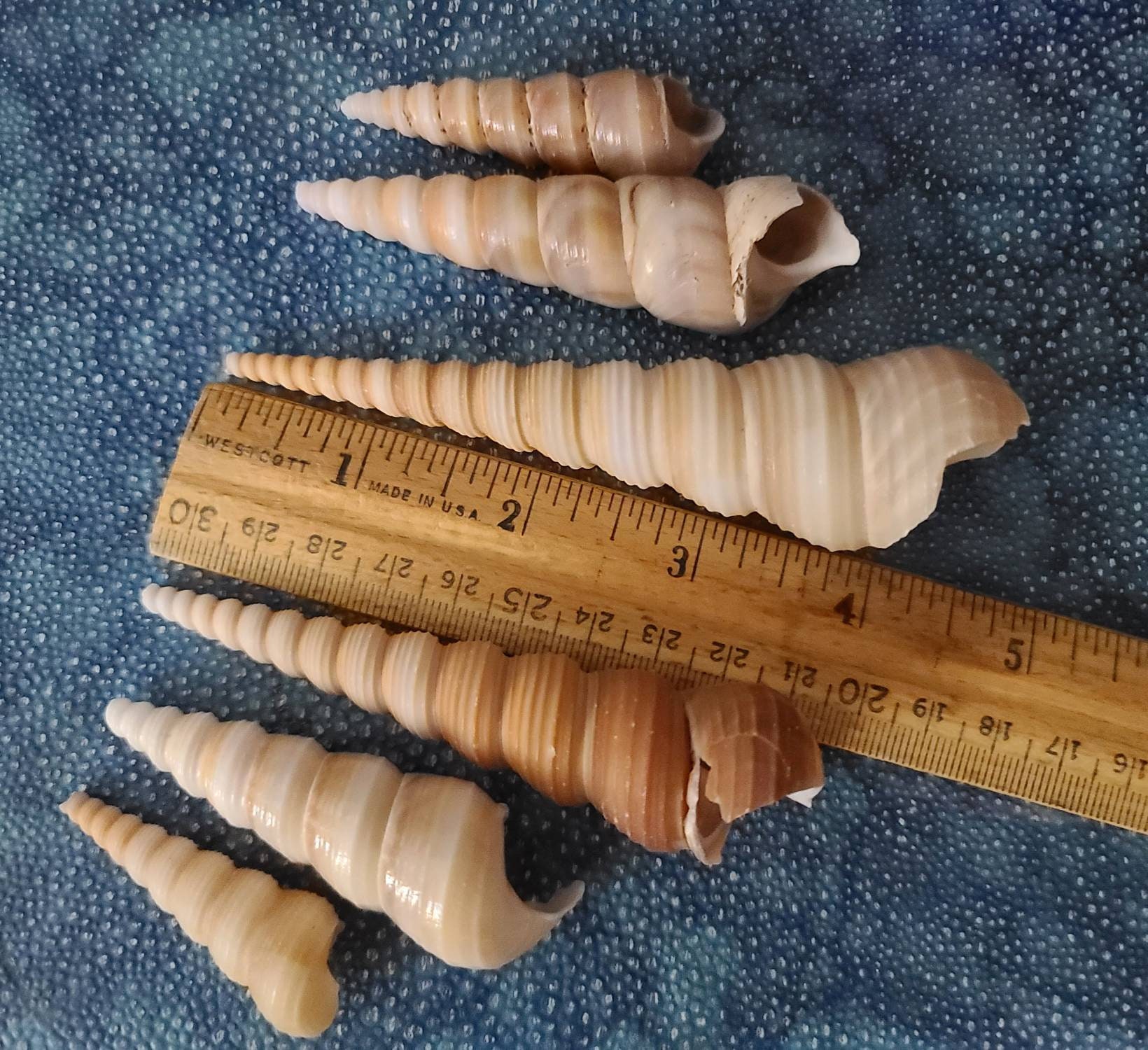 6 Piece Turritella Shells Collection Natural Screw Sea Shells as ...