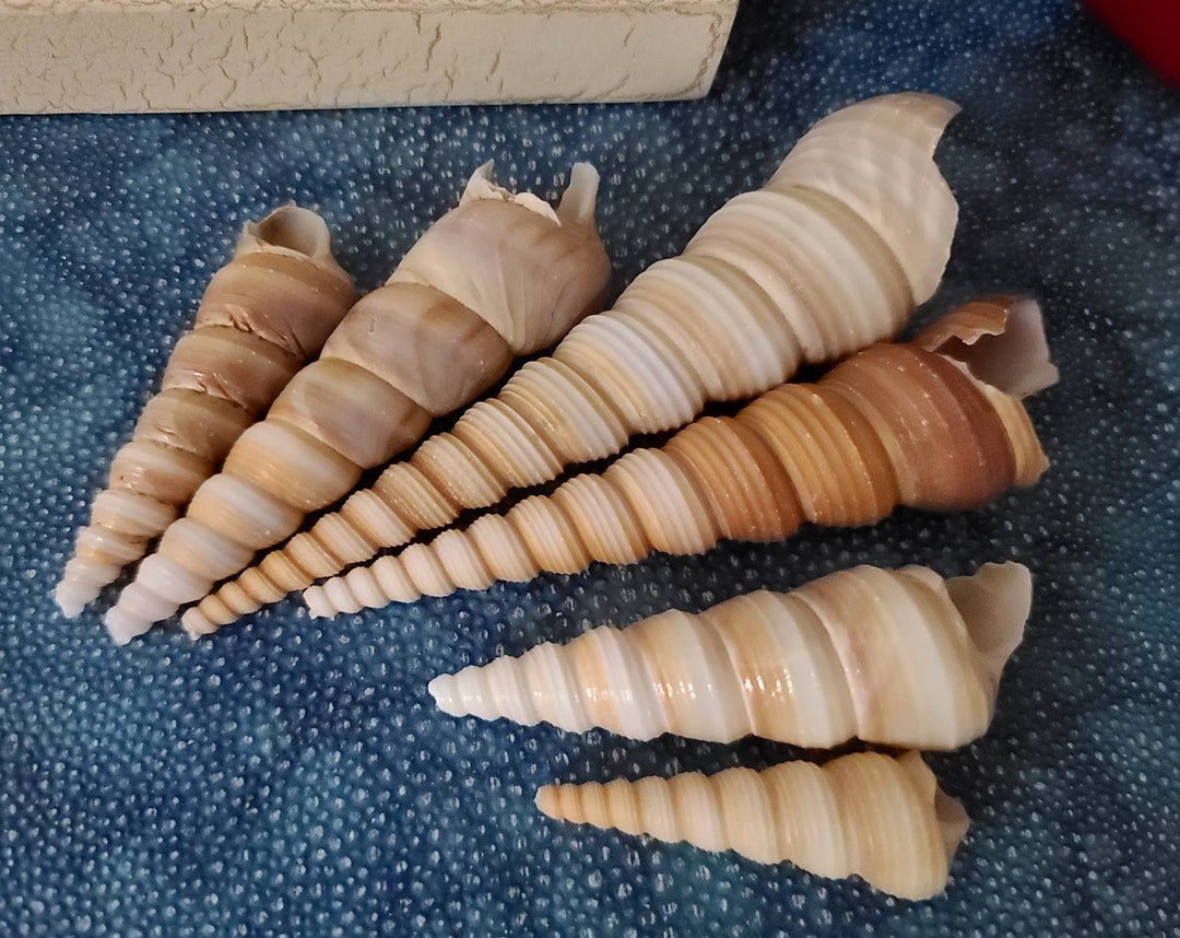 6 Piece Turritella Shells Collection Natural Screw Sea Shells as ...