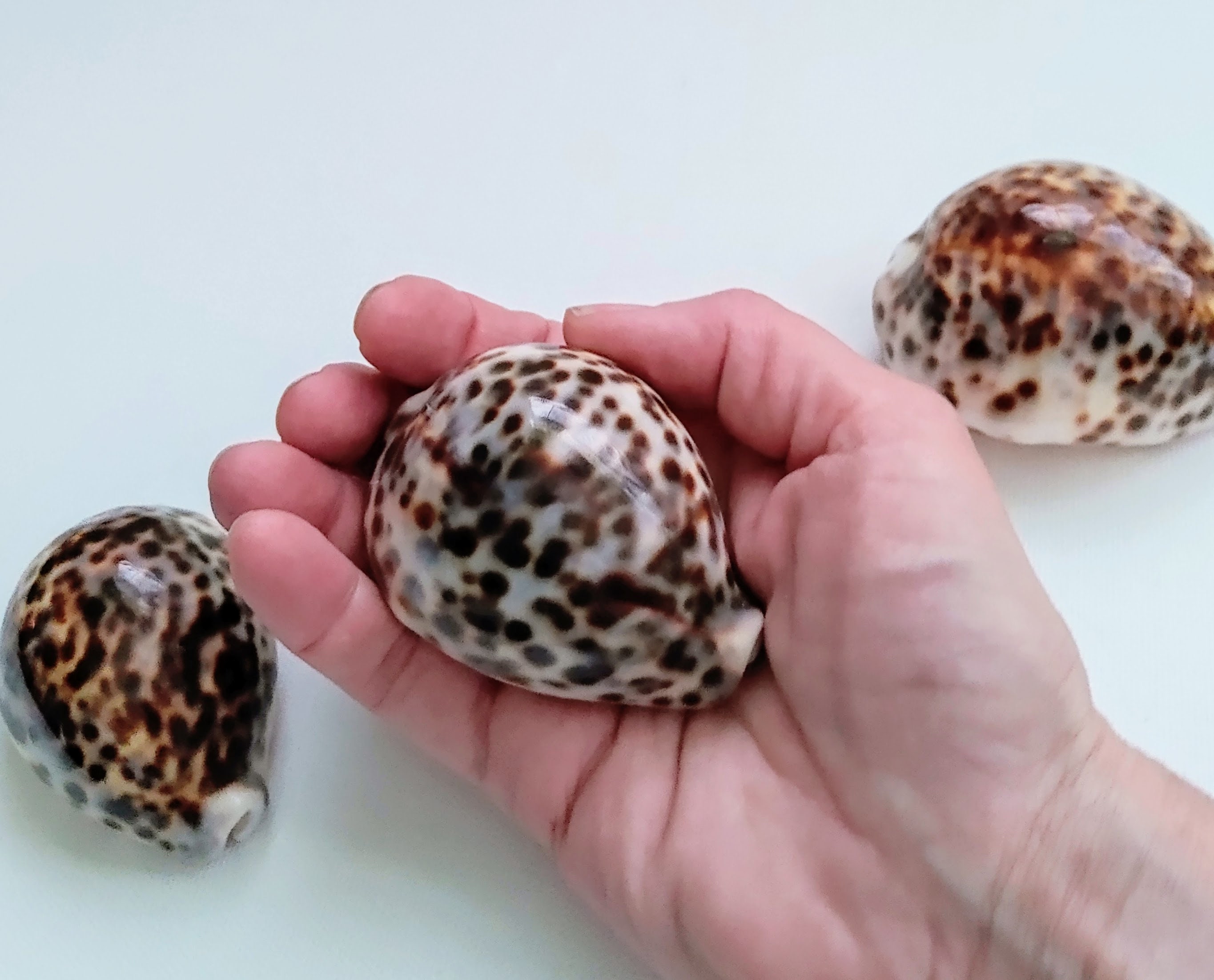 TIGER COWRIE Shells, Big Spotted Leopard Tiger Cowrie Seashells cypraea ...