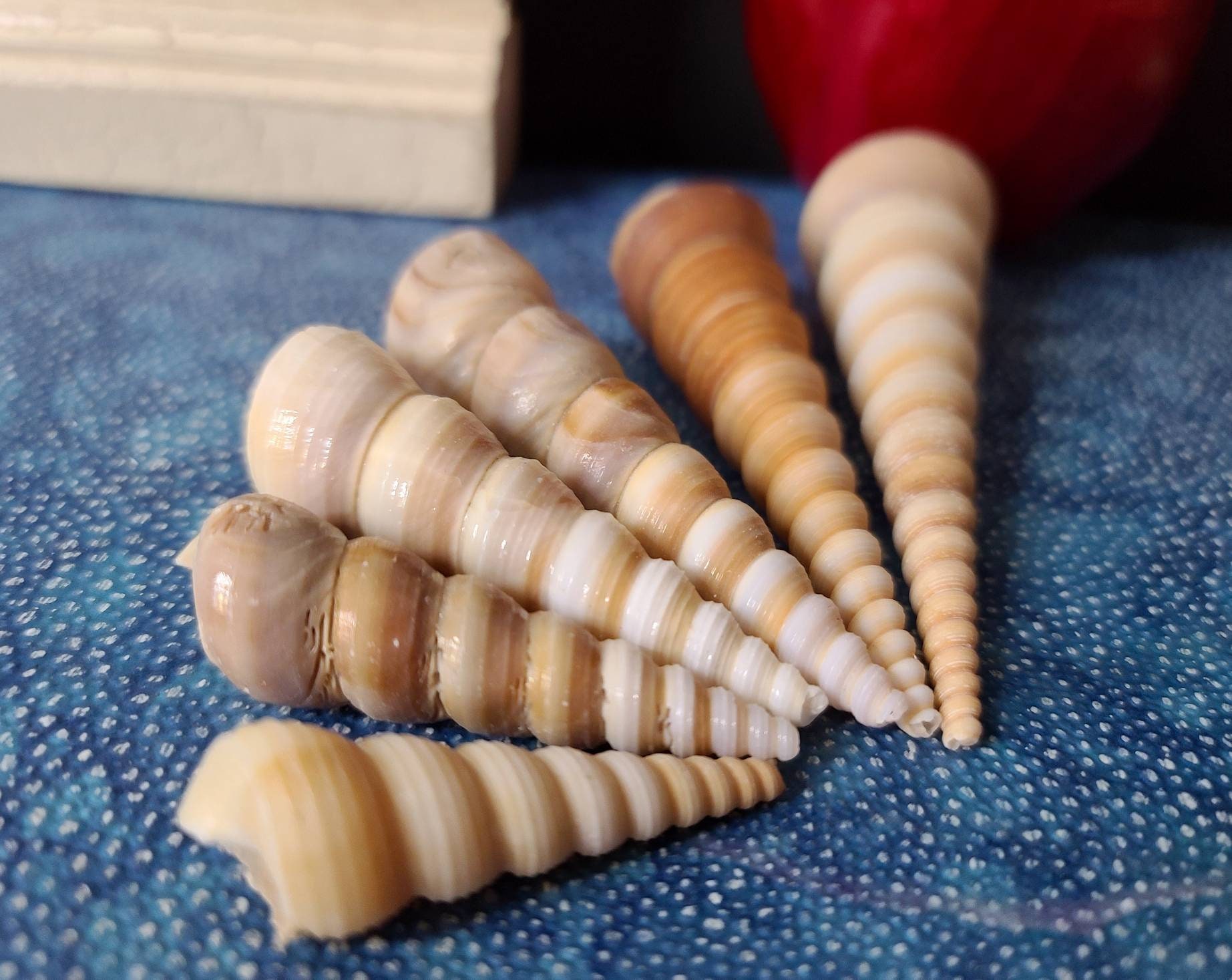 6 Piece Turritella Shells Collection Natural Screw Sea Shells as ...