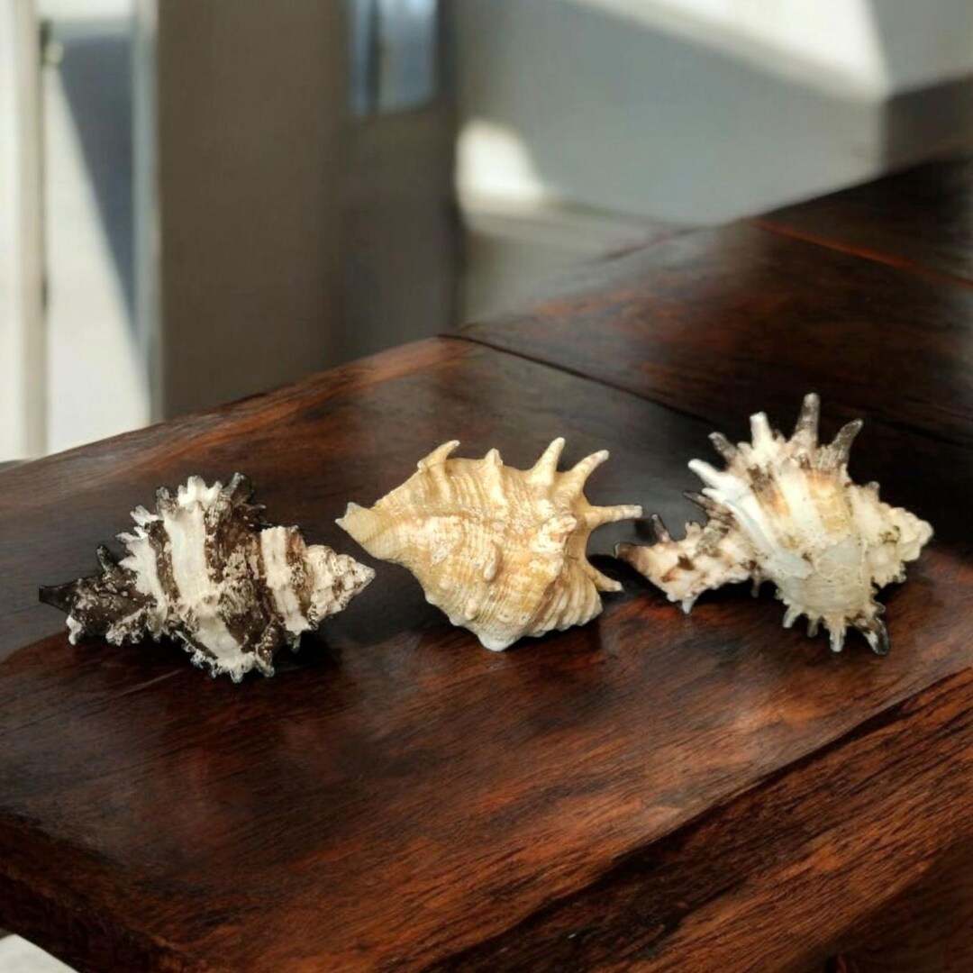 Set of 3 Natural Murex Seashells Beach Decor Tropical Reef Crafts Sea ...