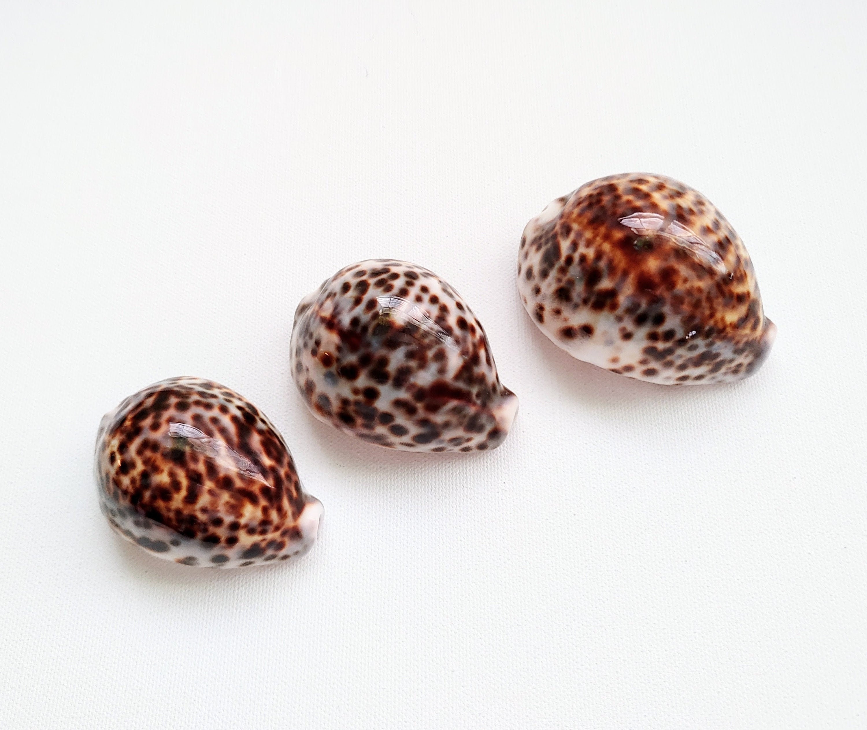 TIGER COWRIE Shells, Big Spotted Leopard Tiger Cowrie Seashells cypraea ...