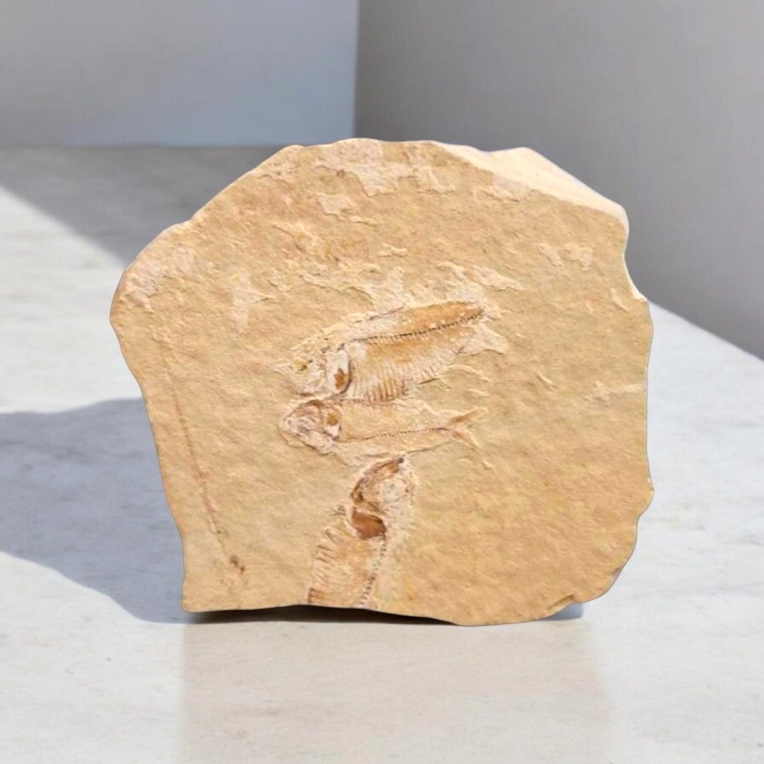 FOSSILIZED Fish Organic Sea Life Bones Fossilization - Etsy