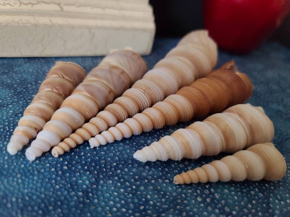 6 Piece Turritella Shells Collection Natural Screw Sea Shells as ...