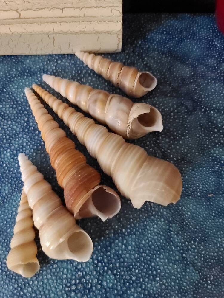 6 Piece Turritella Shells Collection Natural Screw Sea Shells as ...