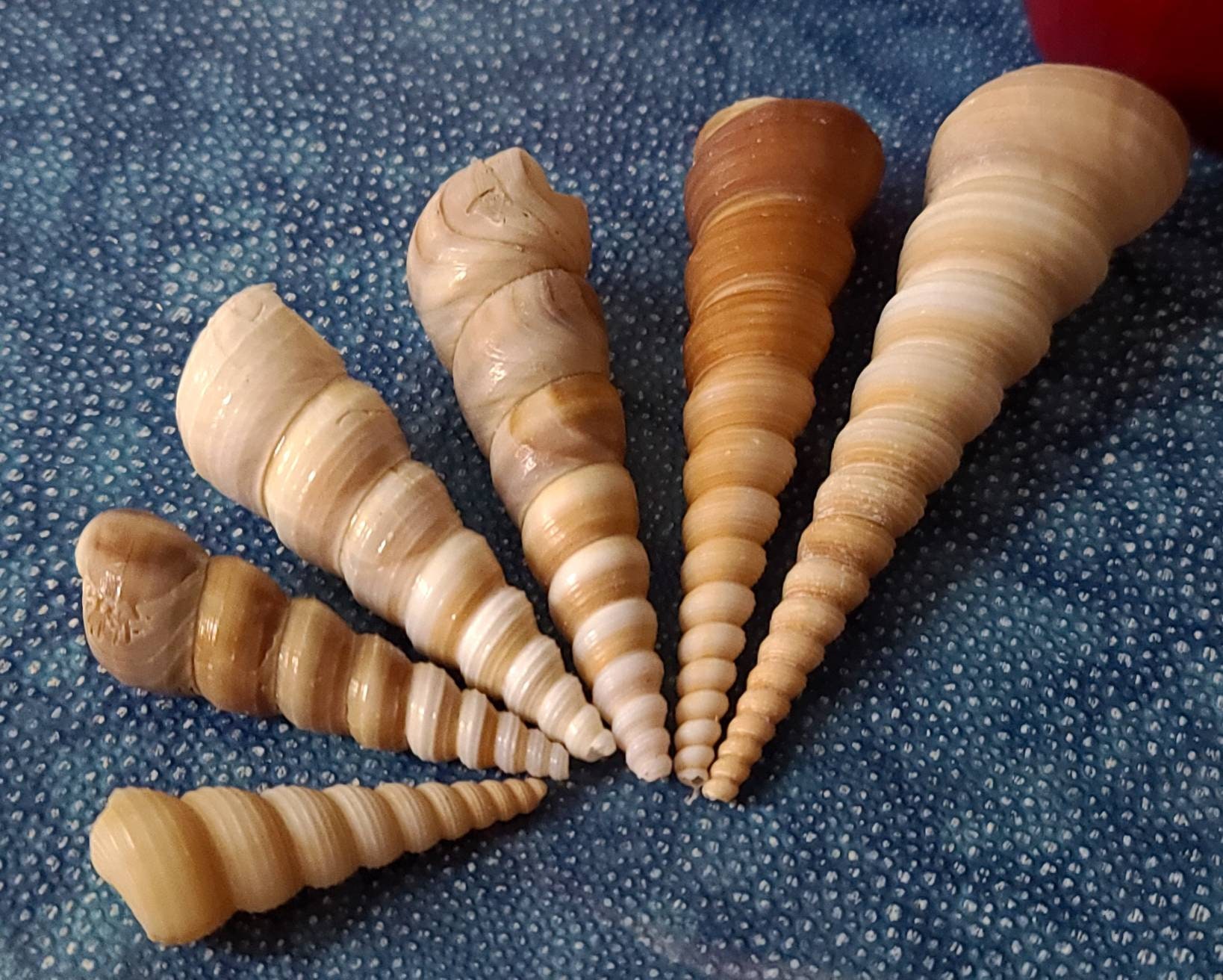 6 Piece Turritella Shells Collection Natural Screw Sea Shells as ...