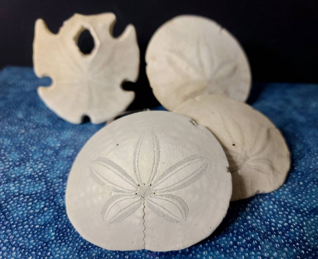 4 Sand Dollars Mixed Collection Shells as Pictured, Natural Sea ...