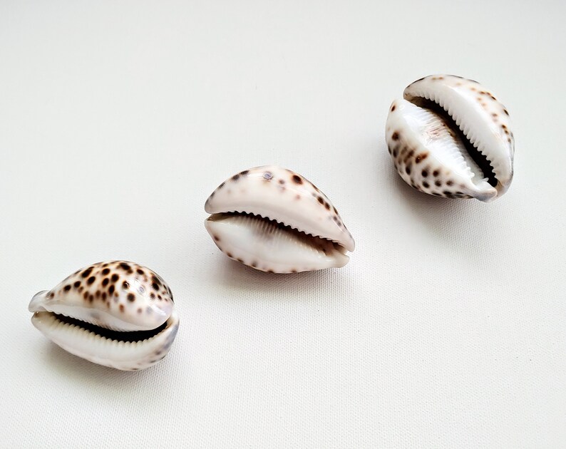 TIGER COWRIE Shells, Big Spotted Leopard Tiger Cowrie Seashells cypraea ...