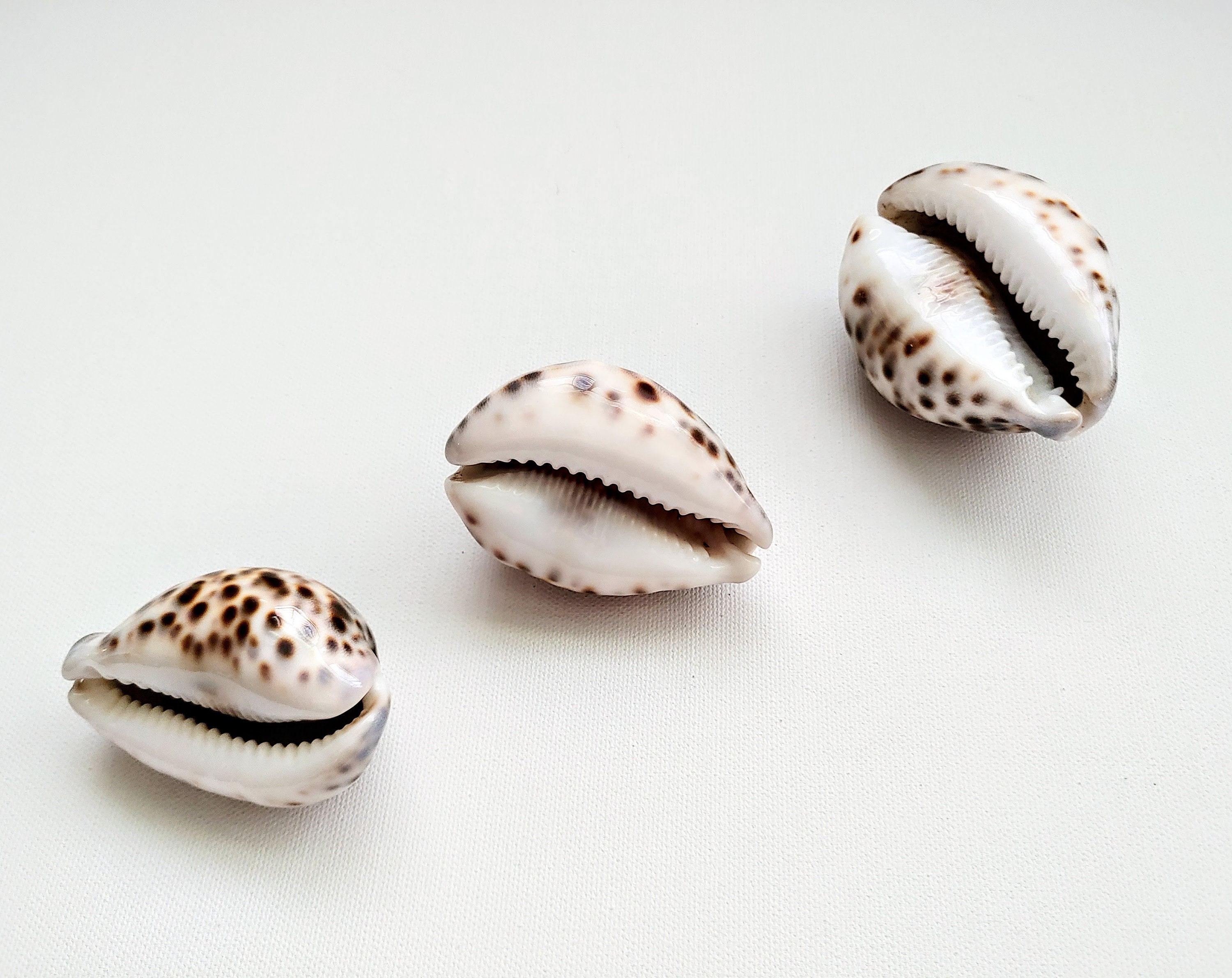 TIGER COWRIE Shells, Big Spotted Leopard Tiger Cowrie Seashells cypraea ...