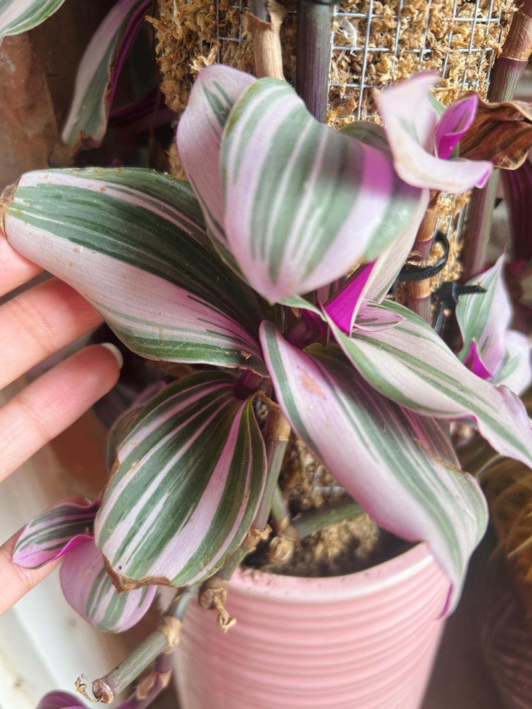 Tradescantia Plant Bundle | Nanouk Zebrina Trailing Houseplants (5 ...