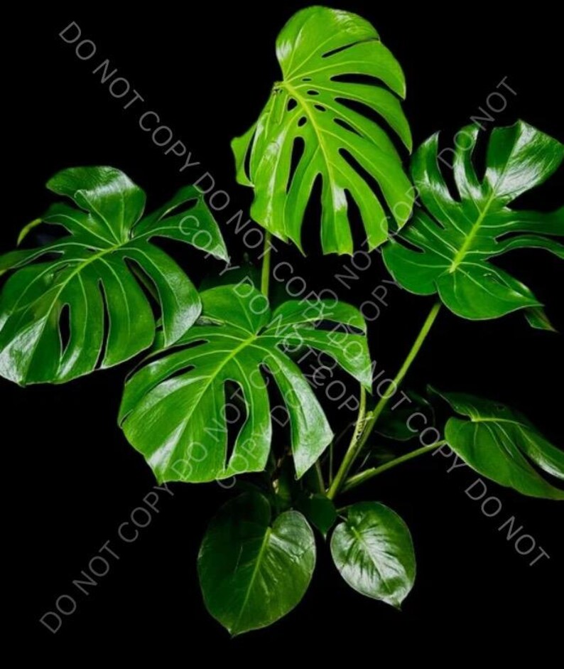 Monstera Deliciosa Healthy Large Green Fenestrated Mature Plant Stock ...