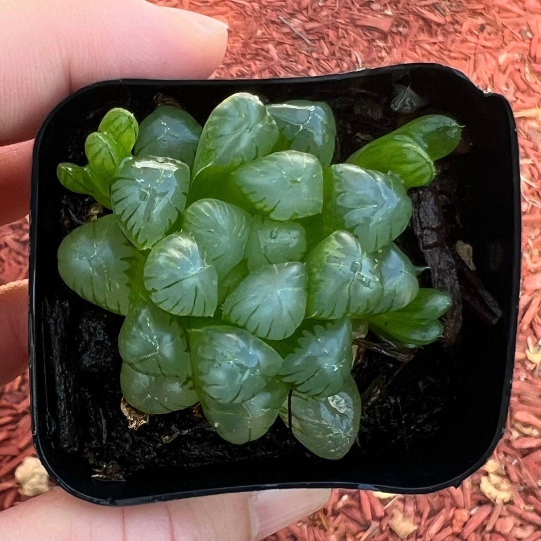 Haworthia Cooperi Var Truncata Alien Eggs Live Succulent Plants - Etsy