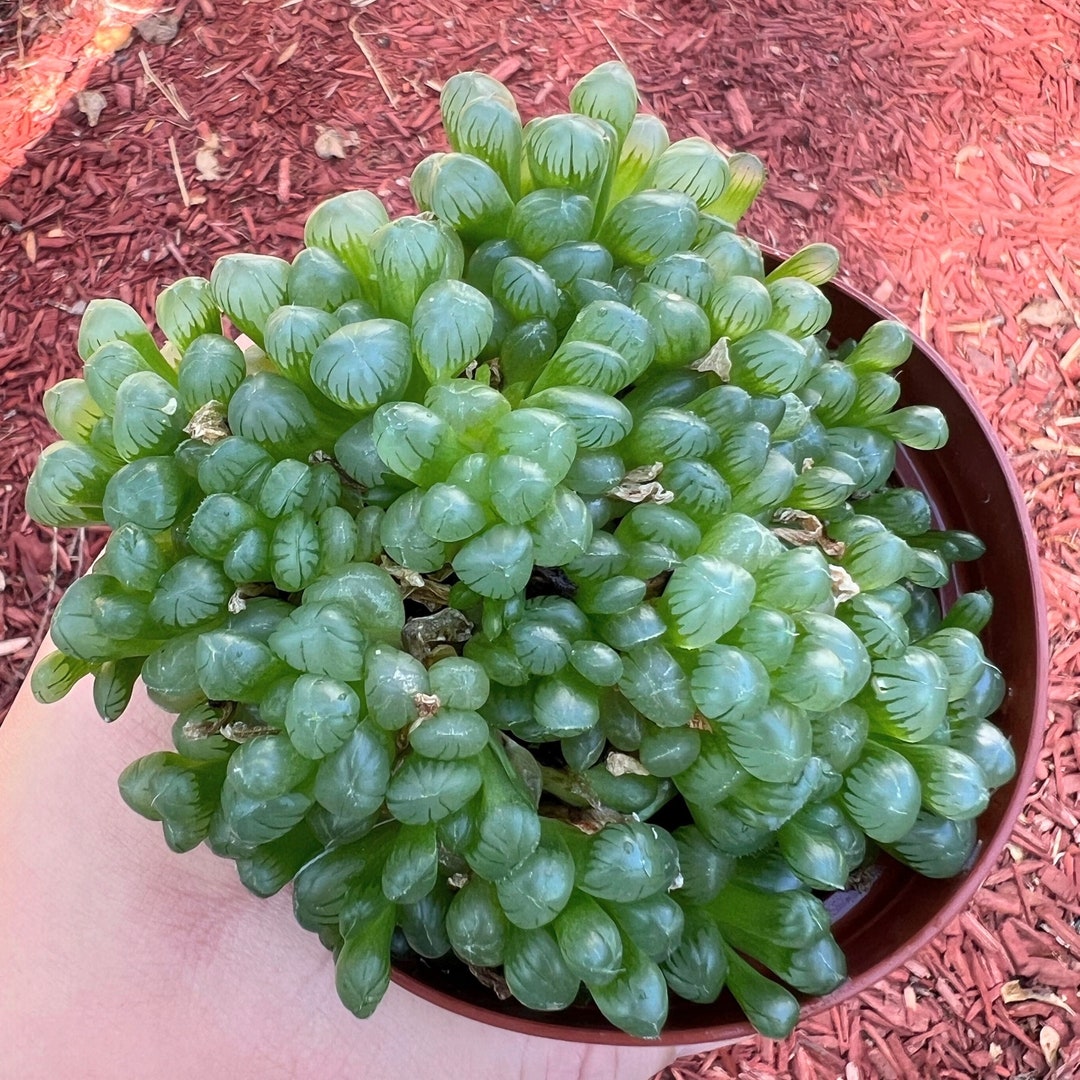 Haworthia Cooperi Var Truncata Alien Eggs Live Succulent Plants - Etsy