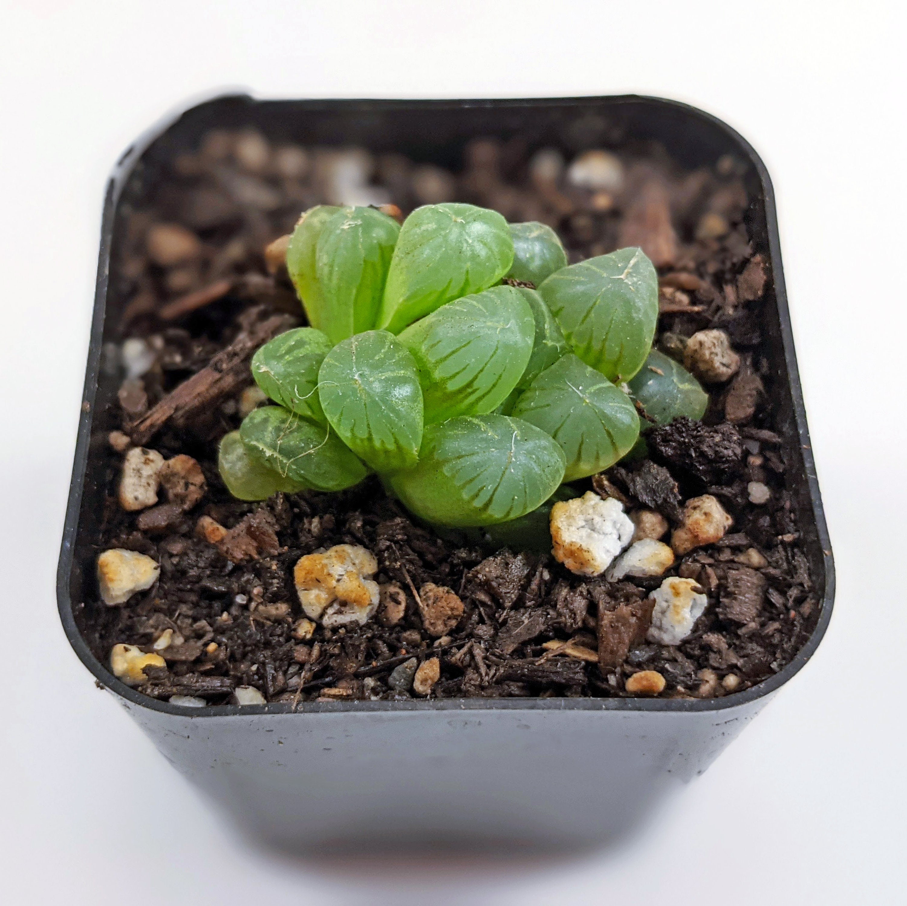 Haworthia Cooperi Var Truncata Alien Eggs Different Sizes | Etsy