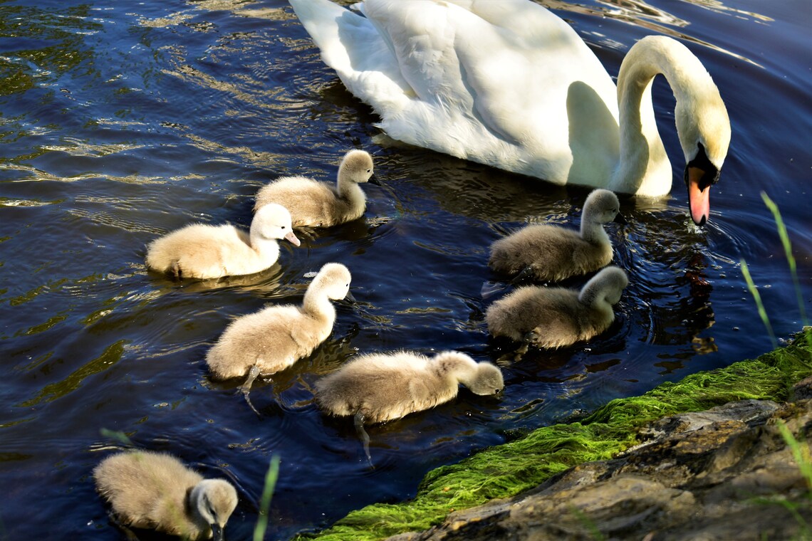 Photography Prints of Swans // Made to Order // Home and Office Decor ...