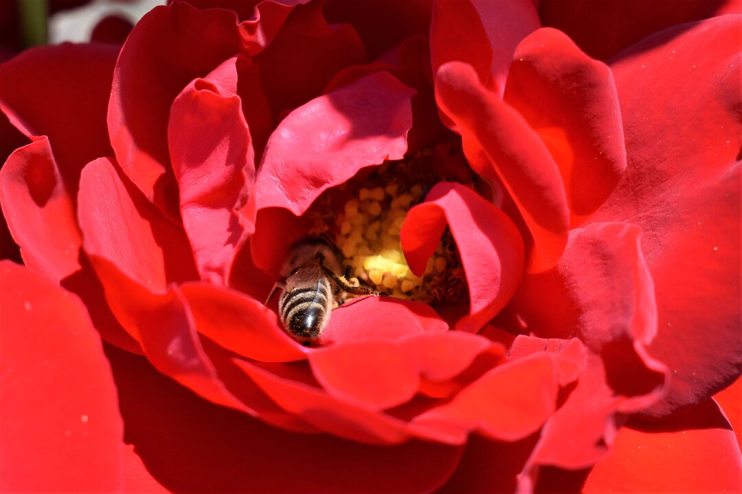 Photography Flower Prints // Made to Order // Original Photos // Home ...