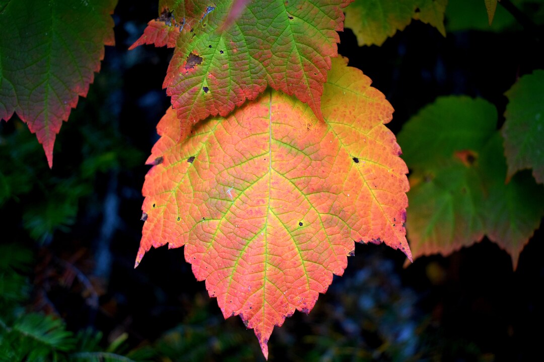 Photography Prints of Autumn // Made to Order // Home and Office Decor ...