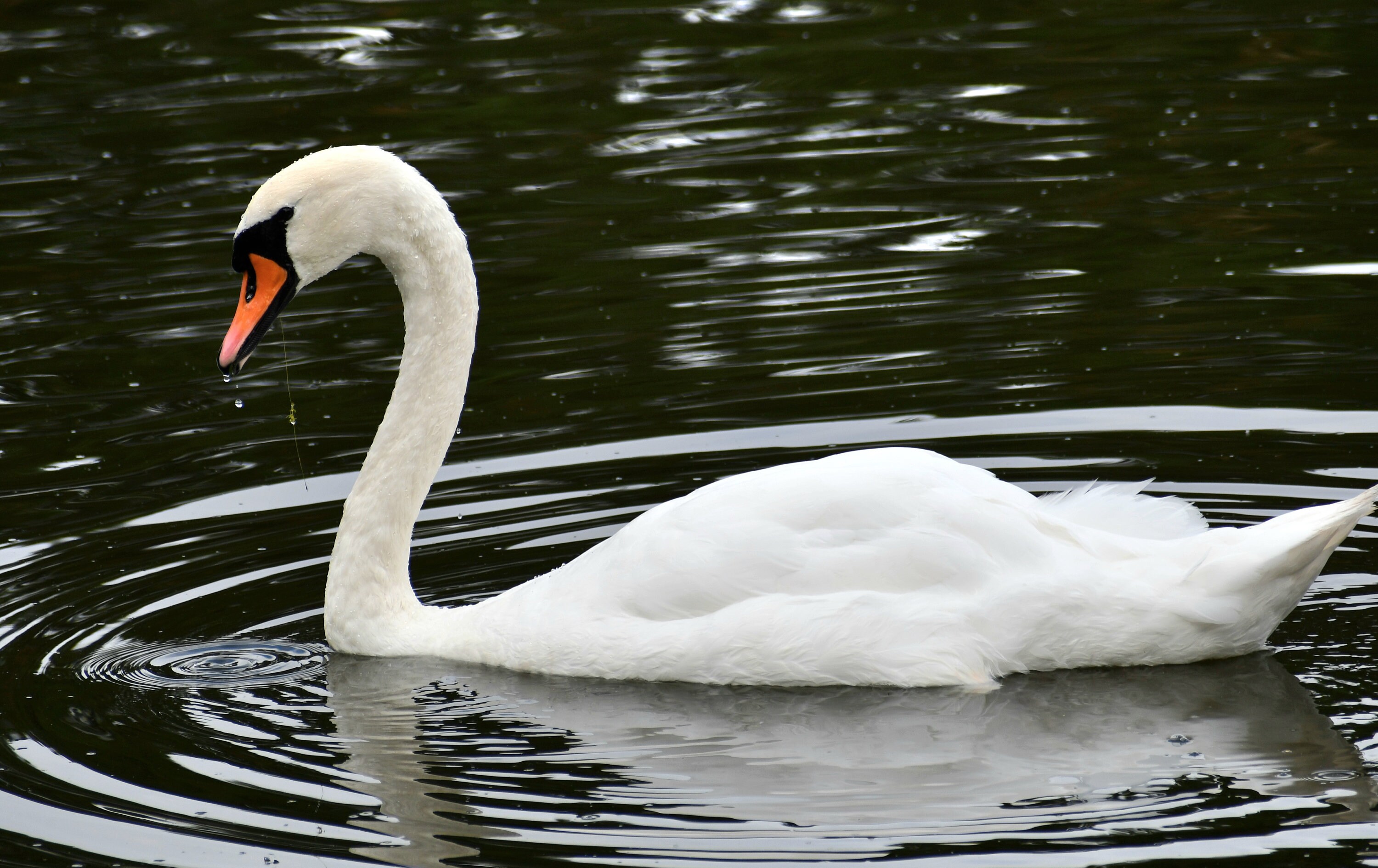 Photography Prints of Swans // Made to Order // Home and Office Decor ...