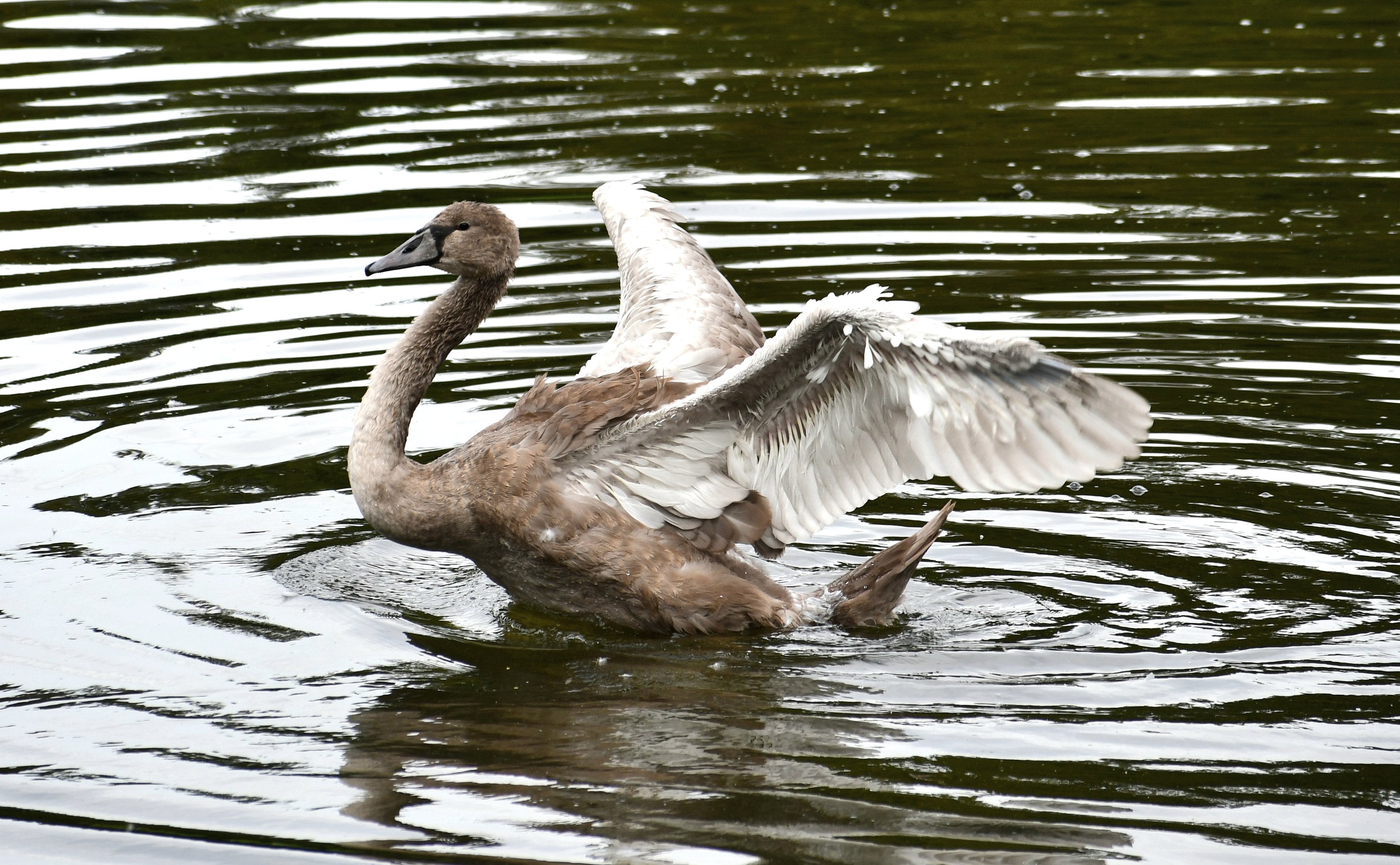 Photography Prints of Swans // Made to Order // Home and Office Decor ...