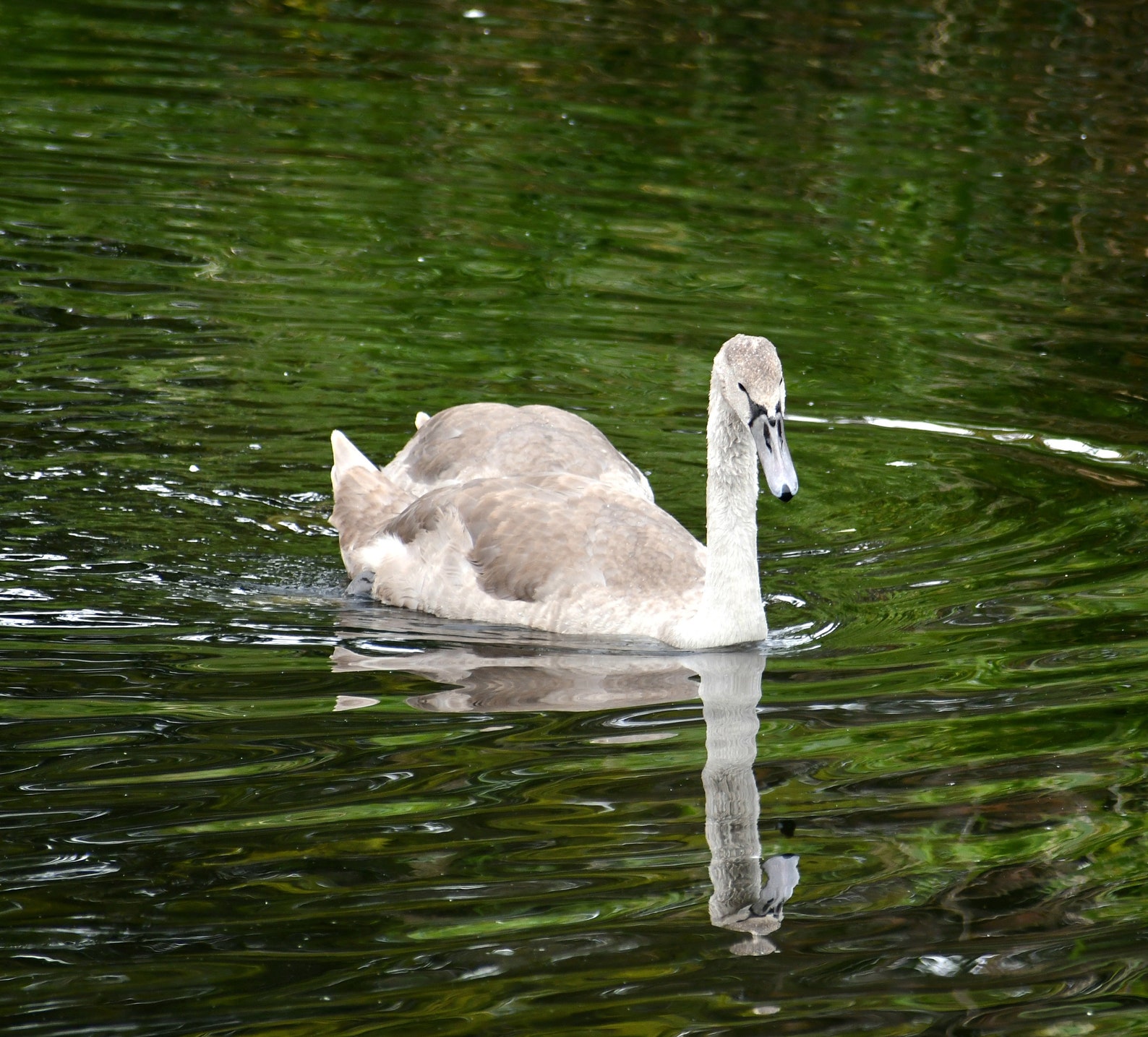 Photography Prints of Swans // Made to Order // Home and Office Decor ...