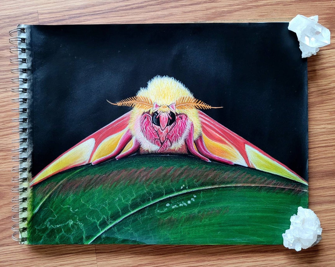 Rosy Maple Moth // Pastel and Charcoal Drawing // 14x11 Inches, Framed ...