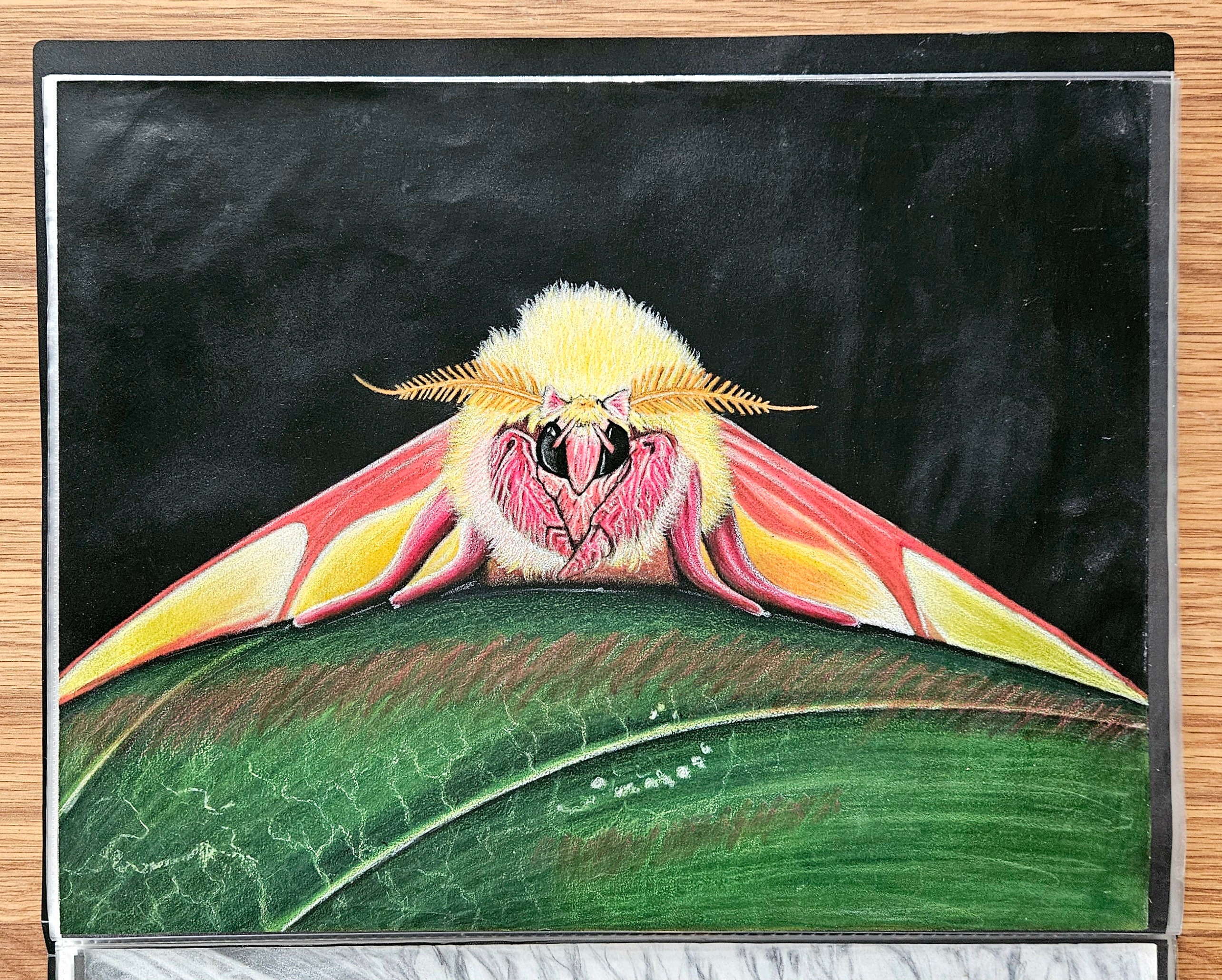 Rosy Maple Moth // Pastel and Charcoal Drawing // 14x11 Inches, Framed ...