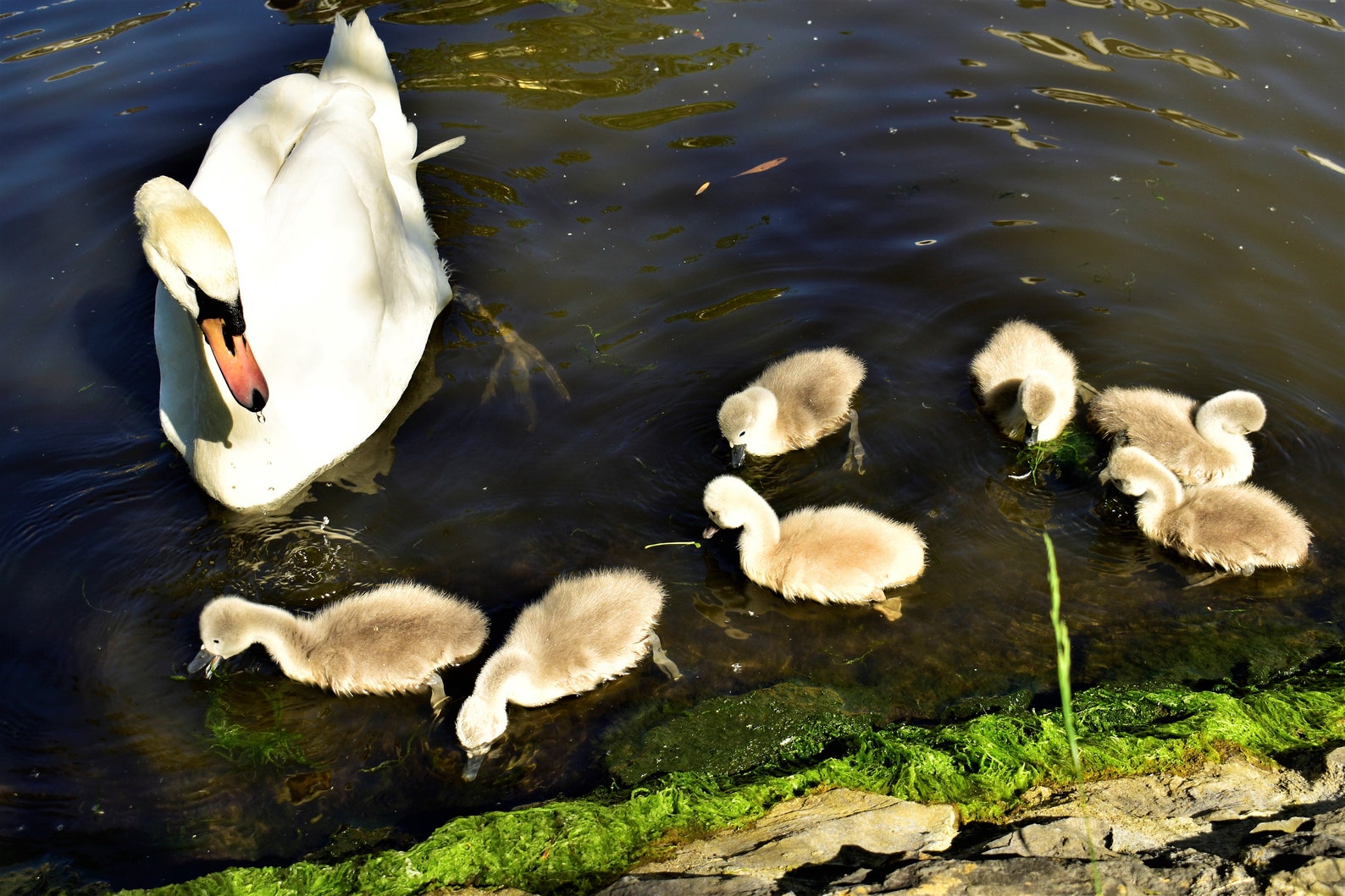 Photography Prints of Swans // Made to Order // Home and Office Decor ...