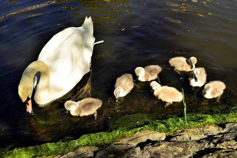 Photography Prints of Swans // Made to Order // Home and Office Decor ...