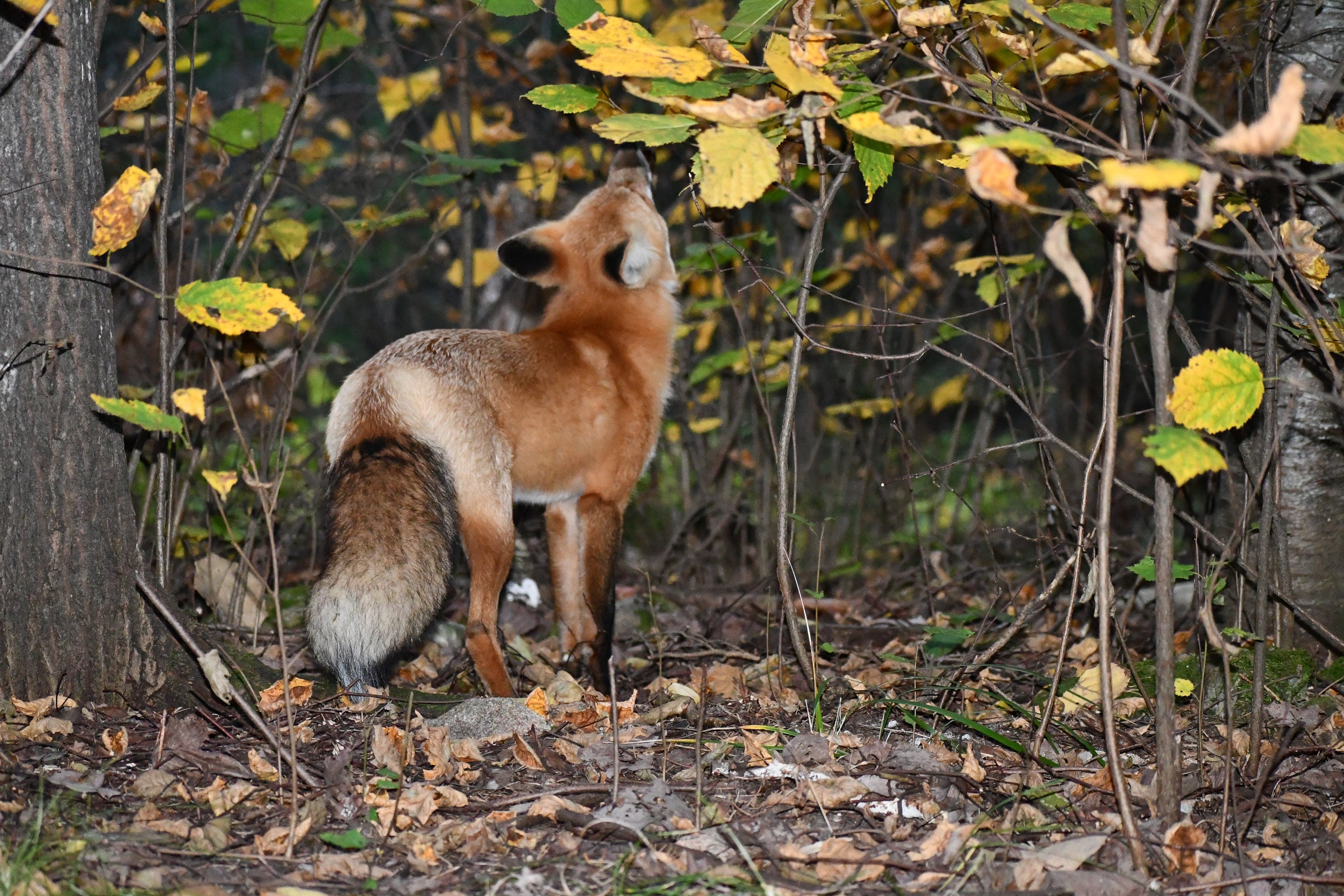 Photography Red Fox Prints // Made to Order // Home and Office Decor ...
