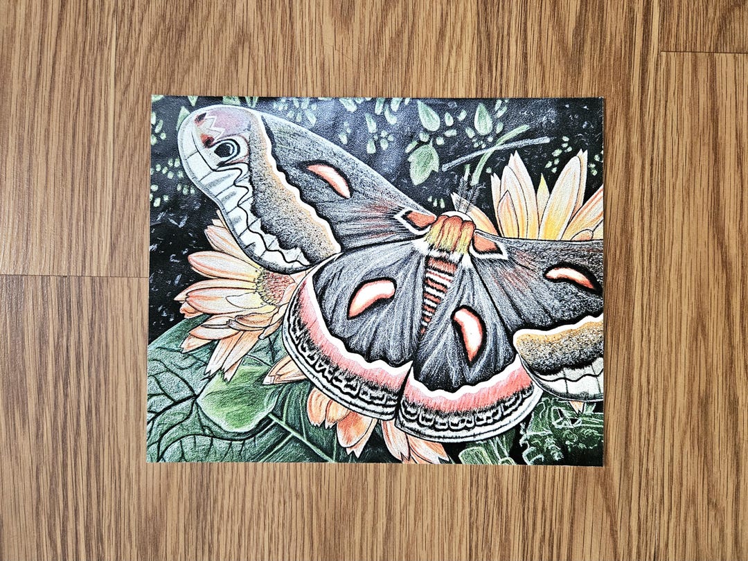 Pre-made Art Print // Cecreopia Moth Art Print // Thick Art Print of ...