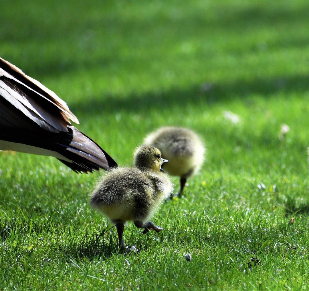 Photography Prints of Goslings // Made to Order // Home and Office ...