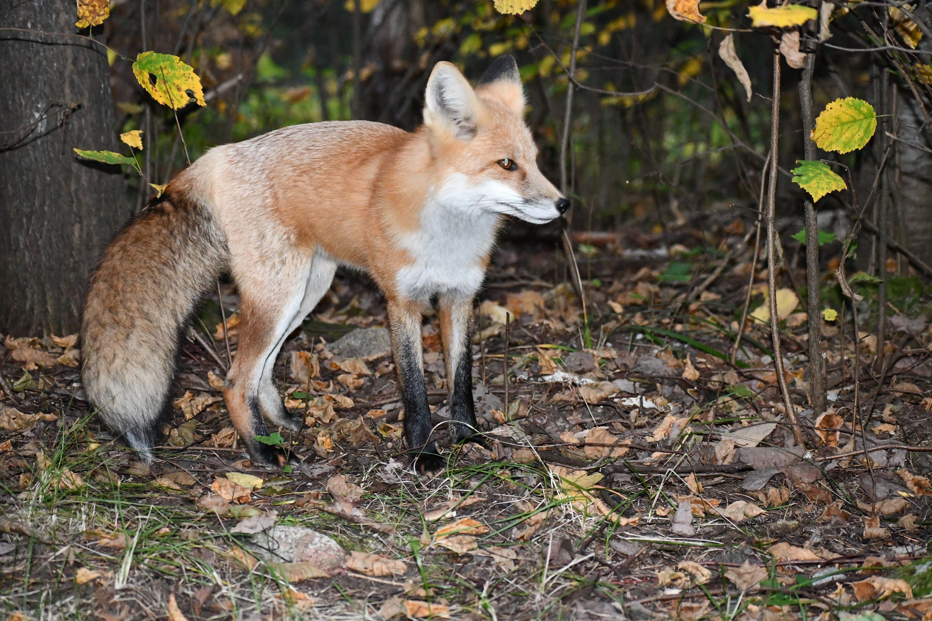 Photography Red Fox Prints // Made to Order // Home and Office Decor ...